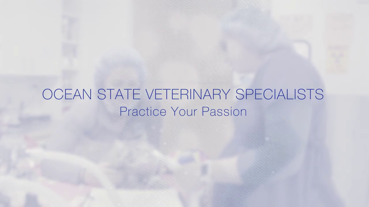 Veterinary Recruiting | Graduates Talk